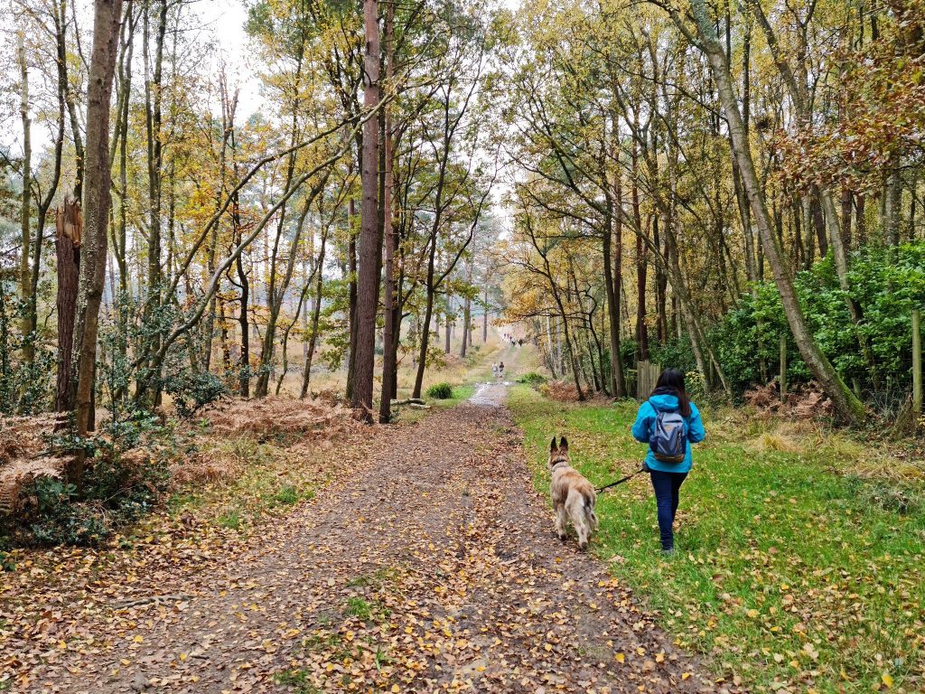 Recommended Walk - Swinley Forest and Caesar's Hill Walk - Earley ...