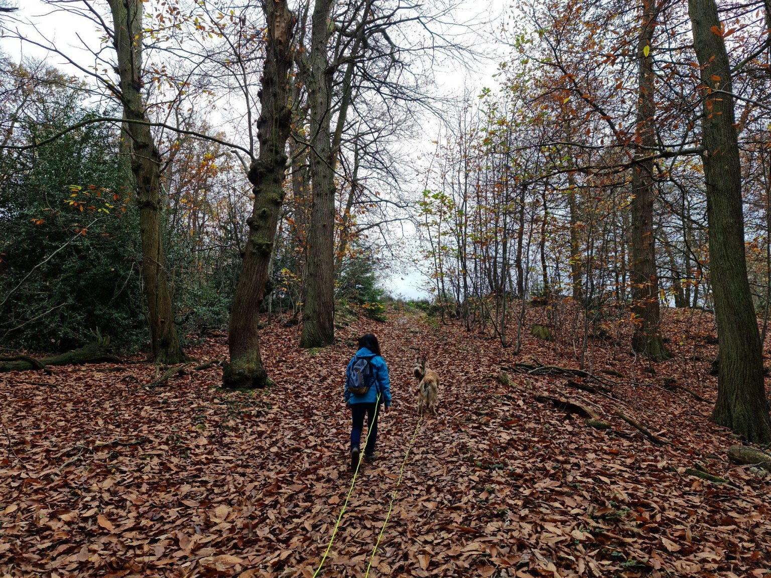 Recommended Walk - Swinley Forest and Caesar's Hill Walk - Earley ...